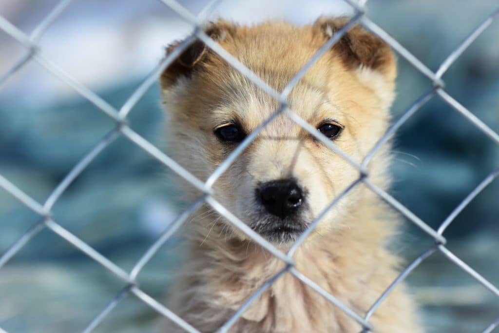 The Sad Reality Of Animal Shelters - PetHealth4You.com