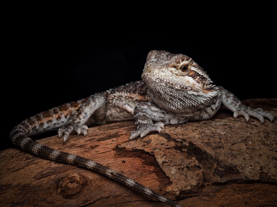 How To Tell If Your Reptile Is Sick - PetHealth4You.com