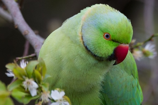 Top 8 Most Friendly Pet Birds - PetHealth4You.com