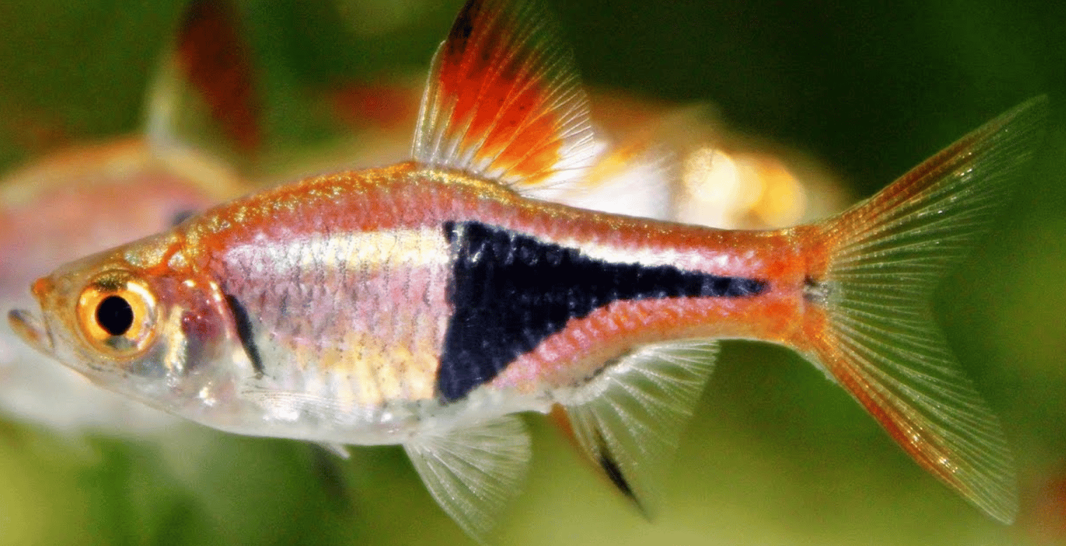 8 Cool Fish You Can Keep As Pets - PetHealth4You.com