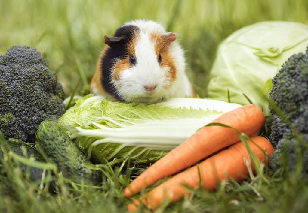 7 Fun Facts About Guinea Pigs - PetHealth4You.com