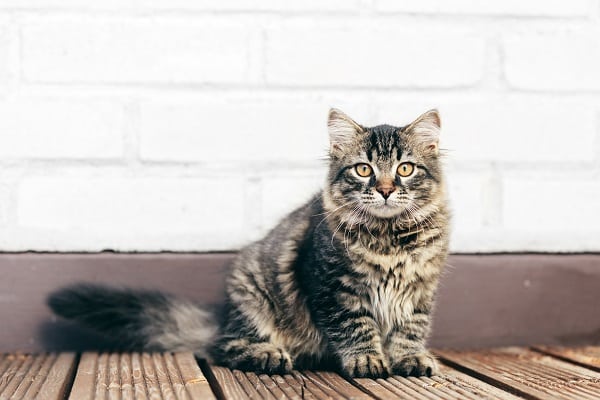 8 Great Multi-Colored Cat Breeds - PetHealth4You.com