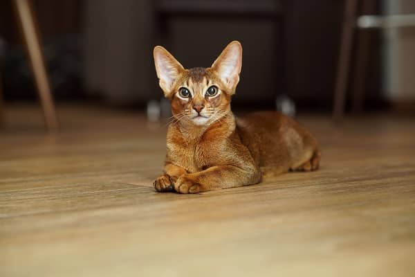 8 Great Multi-Colored Cat Breeds - PetHealth4You.com
