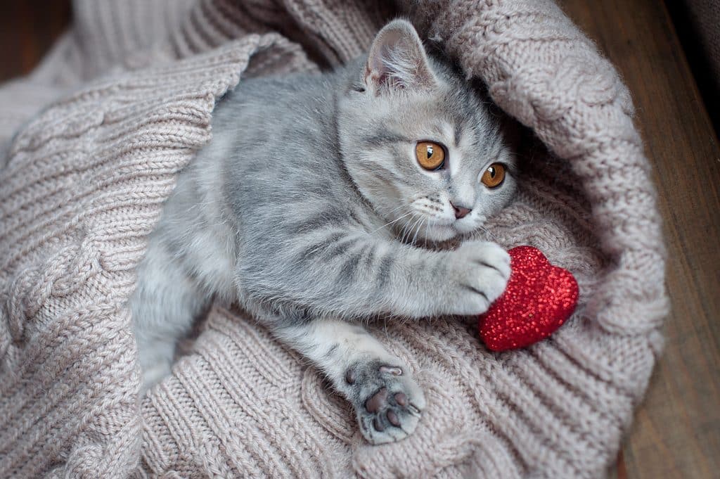 Tips For Treating Abscesses In Cats - PetHealth4You.com