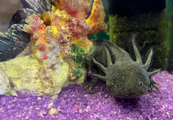 What You Need To Know About Owning An Axolotl - PetHealth4You.com