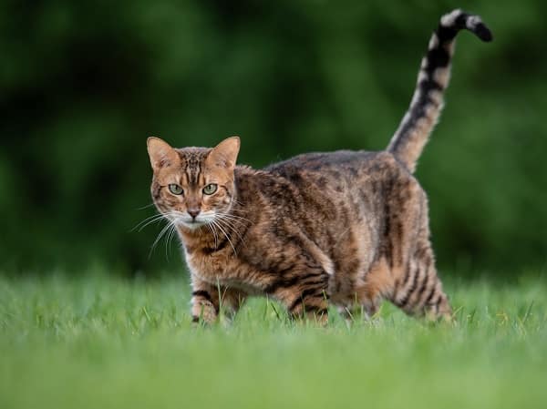 The Most Stubborn Cat Breeds - PetHealth4You.com