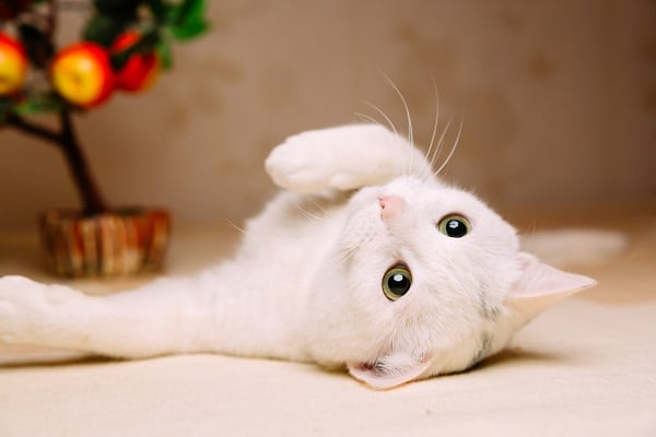 The World Through Their Eyes: Cat Behavior Decoded - PetHealth4You.com