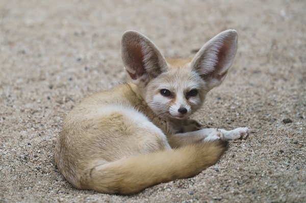 Unusual Pets And Their Special Needs - PetHealth4You.com