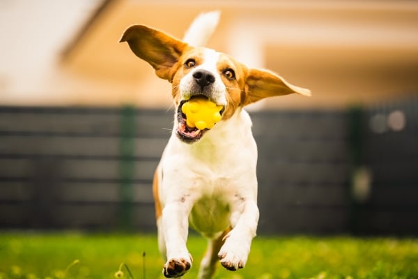 The Fastest Way to Calm an Excited Dog - PetHealth4You.com